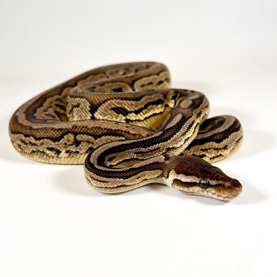 Pewter Het Pied POS Sandblast Ball Python by Trinity Herps