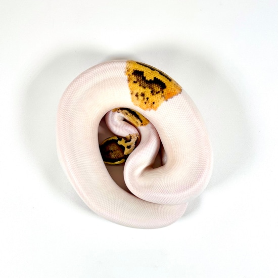YB Firefly Pied Ball Python by Trinity Herps
