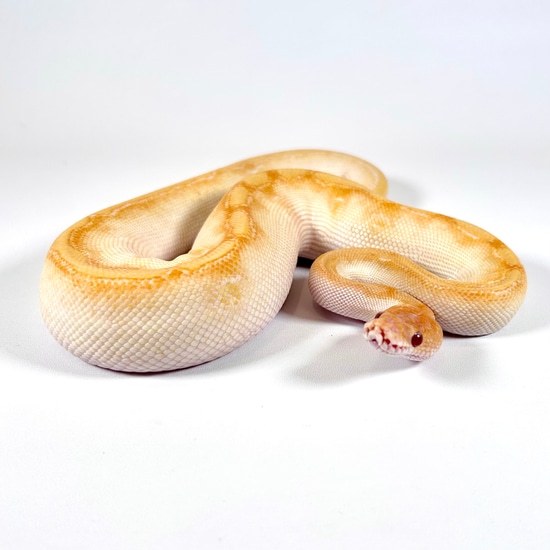 Lavender Albino Cypress Champagne Ball Python by Trinity Herps