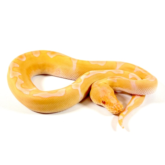 Enchi Albino Clown Ball Python by Trinity Herps