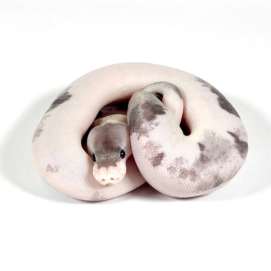 Urban Camo Ball Python by Trinity Herps