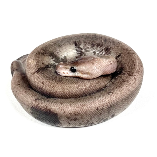 Urban Camo Ball Python by Trinity Herps