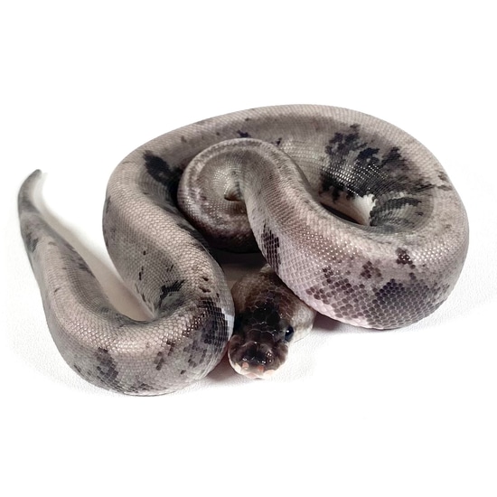 Urban Camo Ball Python by Trinity Herps