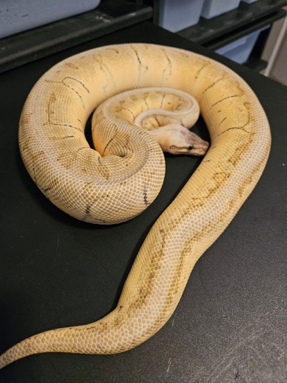 Orange Dream Enchi Spinner Yellow Belly Ball Python by Exotic Coils