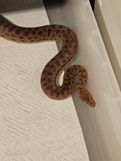 Children's Python by Exotic Coils