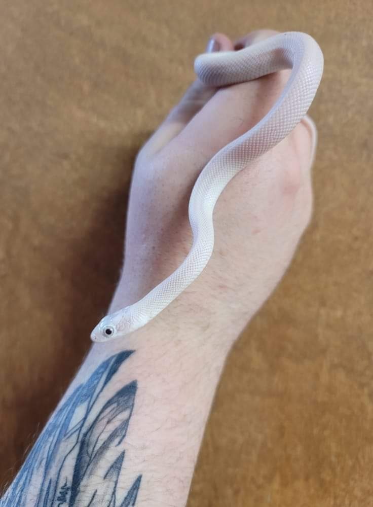 Leucistic Rat Snake $375 Shipped Other Rat Snake by Spellbound Reptiles ...