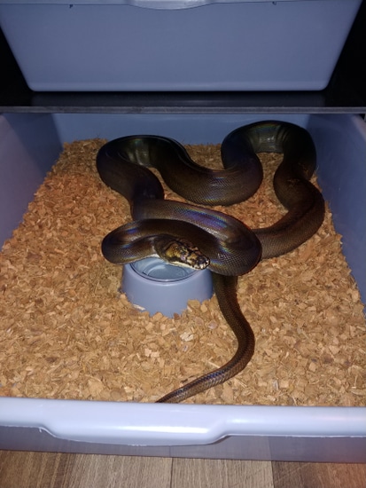 Female Motley GC Tiger Het White Albino Reticulated Python by JnkSnakes