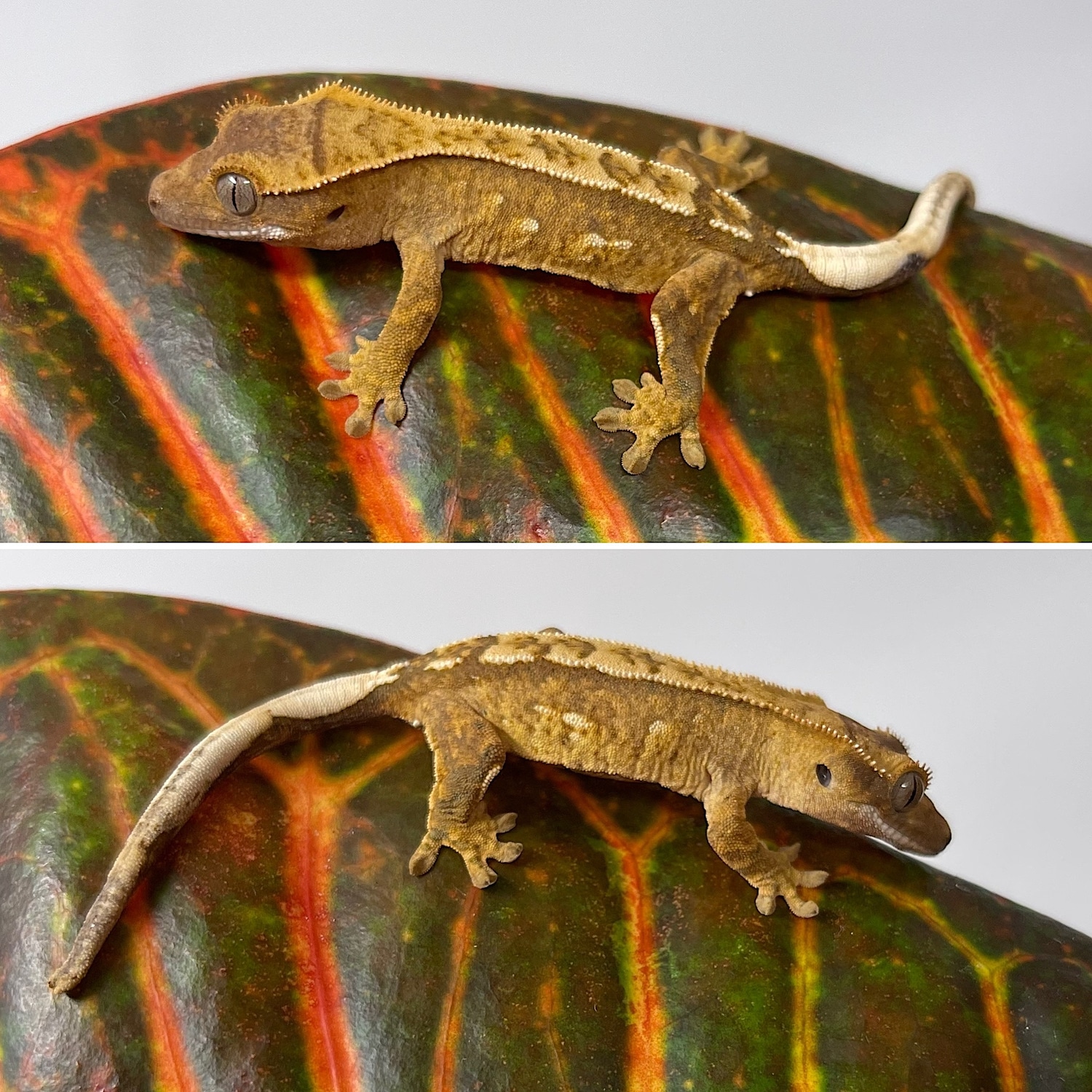 Yellow Brindle Partial Pin Crested Gecko by New Venture Geckos ...