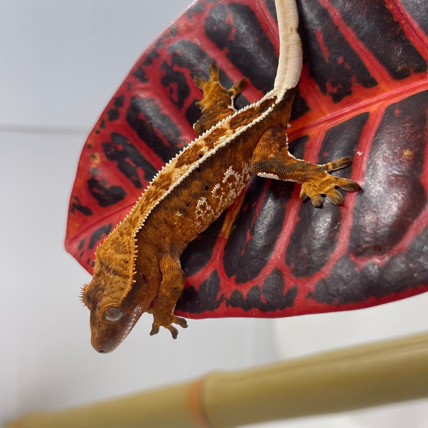 Extreme Tri-Color Harlequin Pinstripe Crested Gecko by New Venture ...