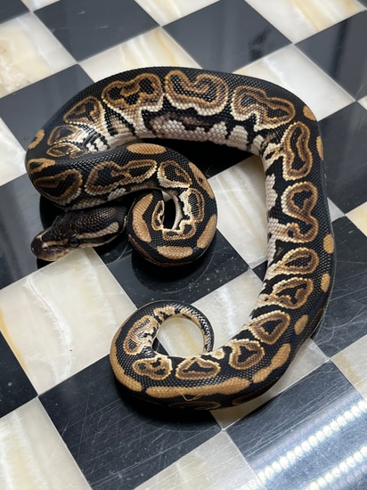 Hurricane Black Pastel Ball Python by JNL Reptiles