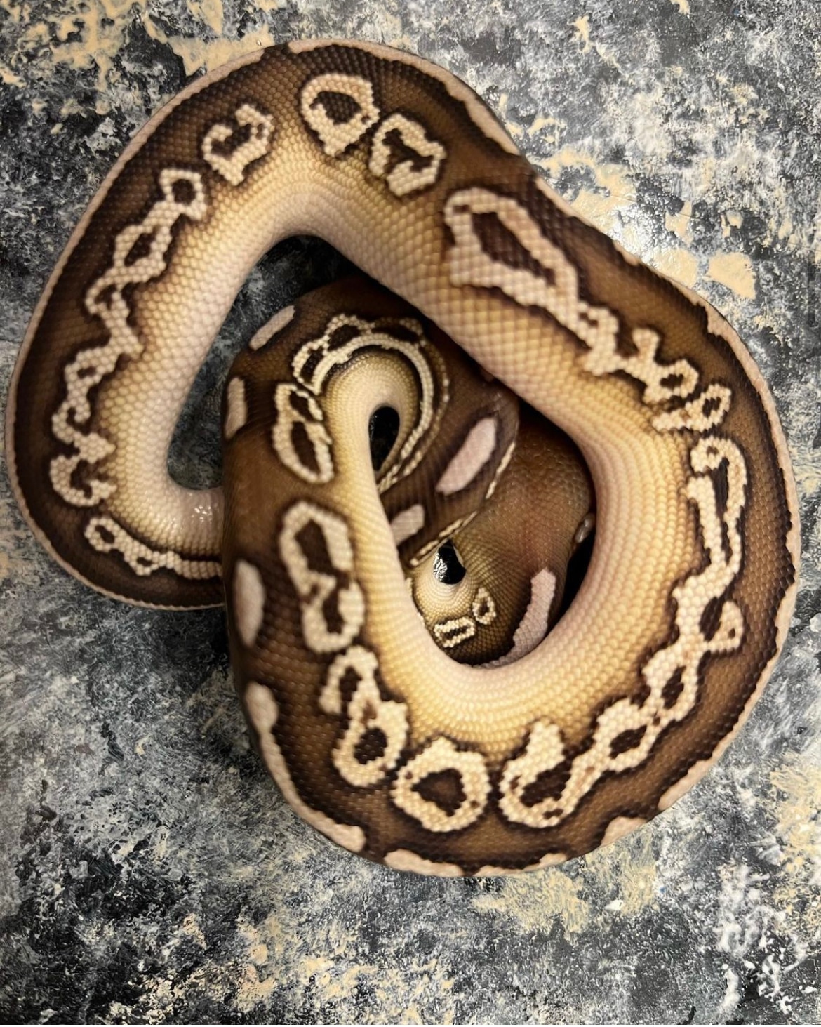 Hurricane Blaze Enchi Lesser Ball Python by JNL Reptiles - MorphMarket