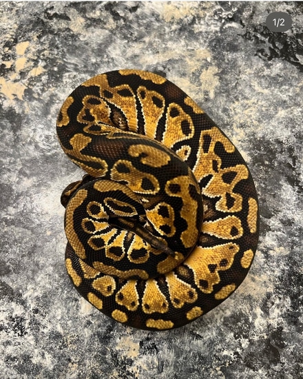 Hurricane Enchi Ball Python by JNL Reptiles