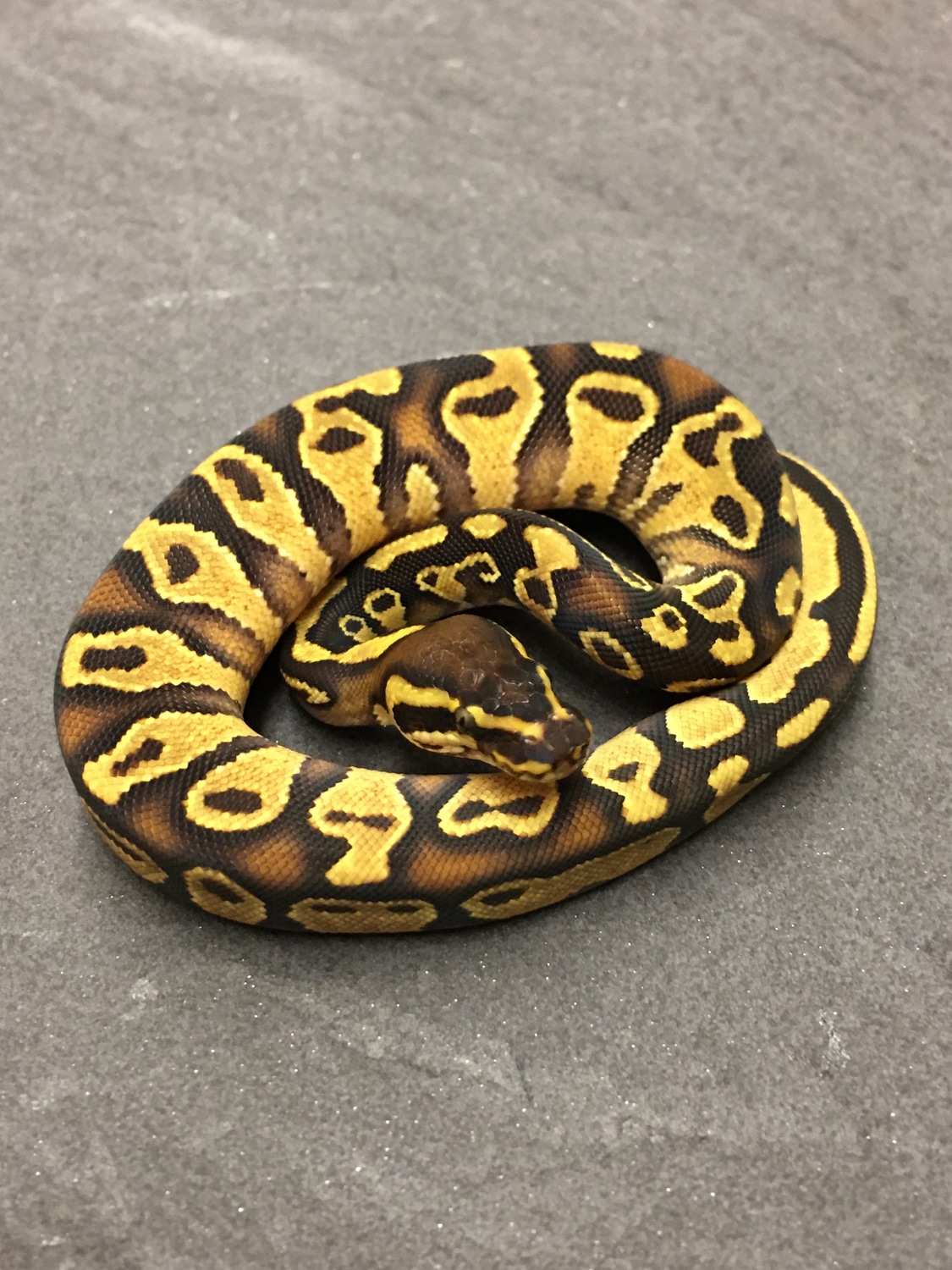 Hurricane Enchi Yellowbelly Ball Python by Origin Royals - MorphMarket