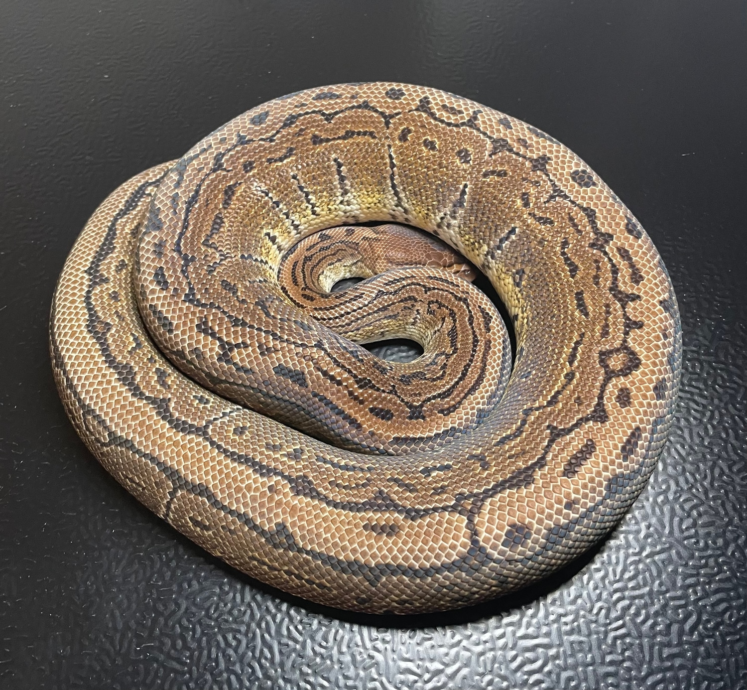 Hurricane Pinstripe Poss Yellowbelly Ball Python by Origin Royals ...