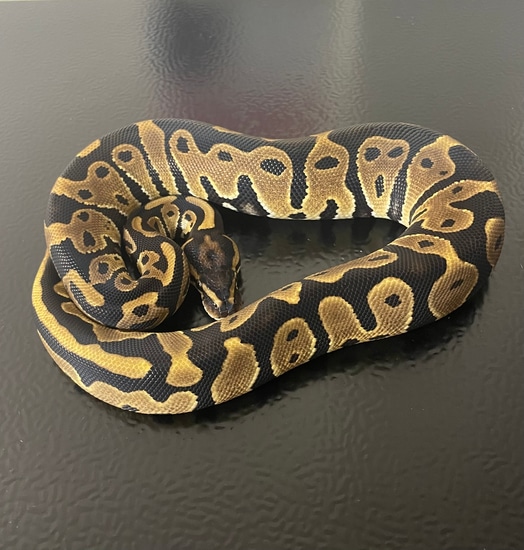 Carnivore Het Albino Ball Python by Origin Royals