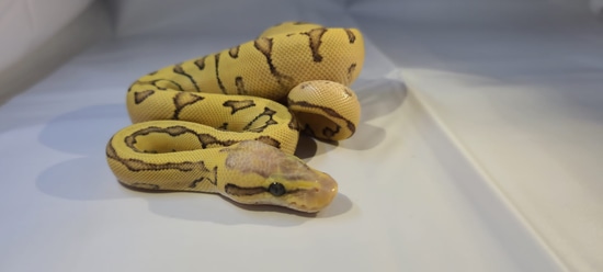 2022 Lemon Blast Chocolate Enchi DG Male Ball Python by Elite Reptiles