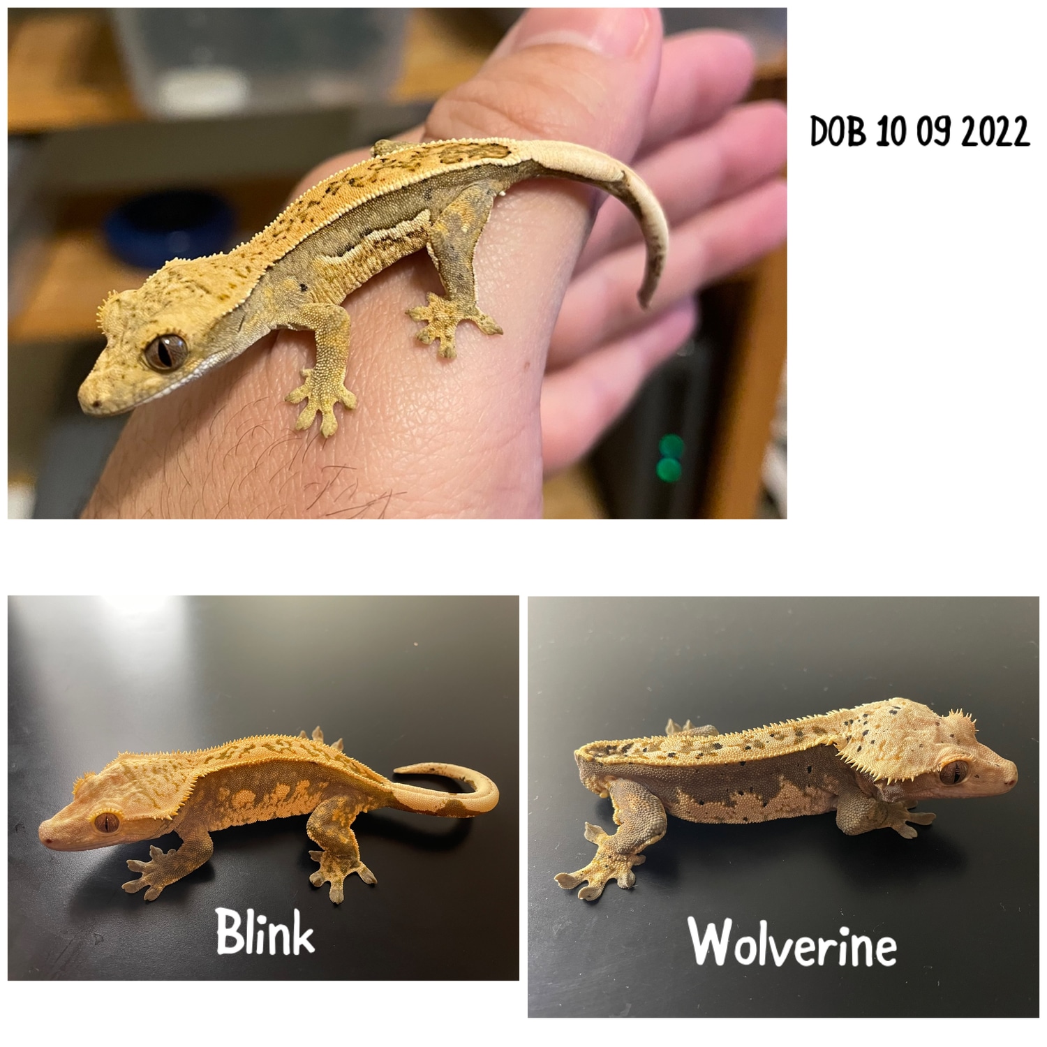 Nestle 2022 Baby [Blink X Wolverine] Crested Gecko by JH reptiles ...