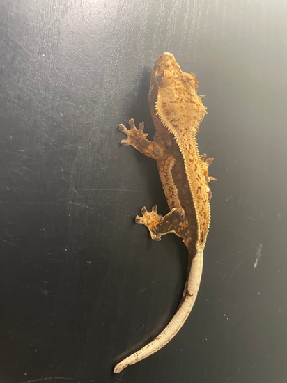 Nestle 2022 Baby [Blink X Wolverine] Crested Gecko by JH reptiles