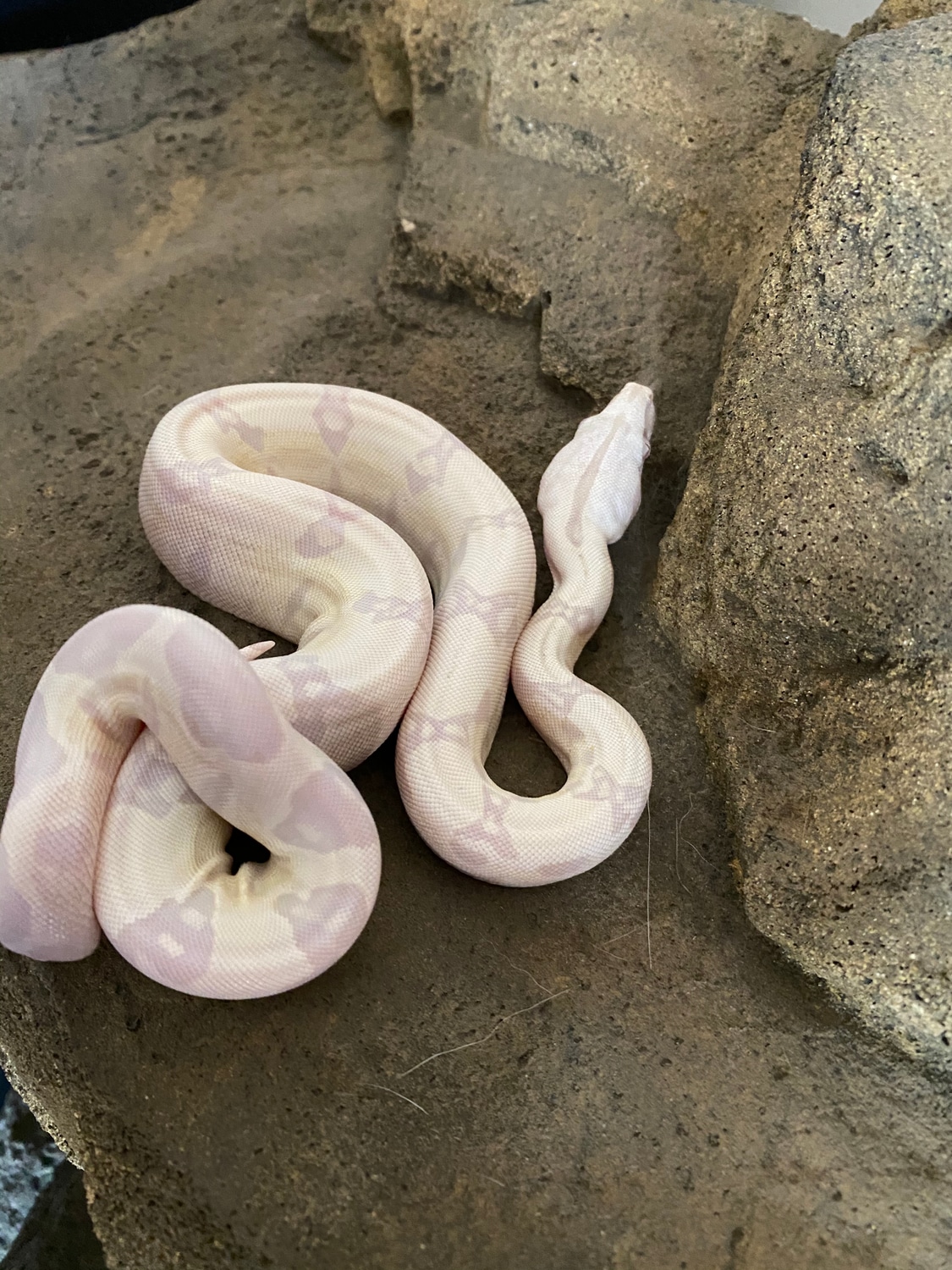 Moonglow Boa Constrictor by Scale Buddies - MorphMarket