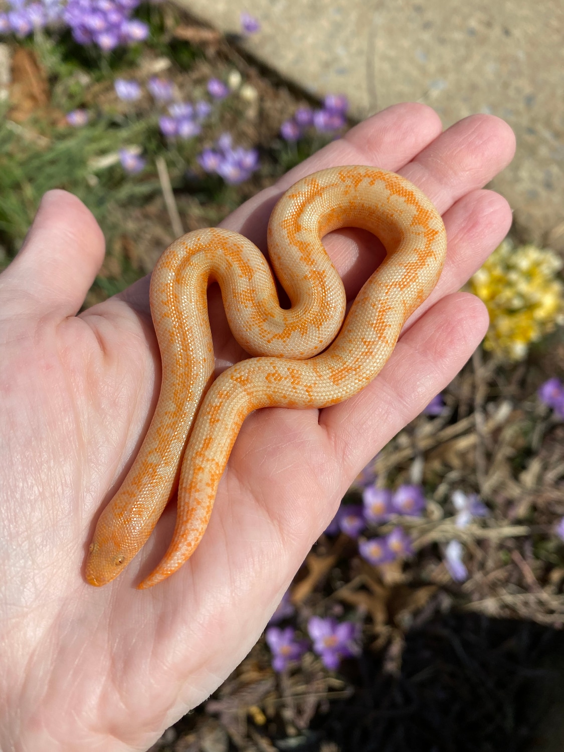 Albino Stripe Het Anery Poss Het Splash Kenyan Sand Boa by Monarch ...