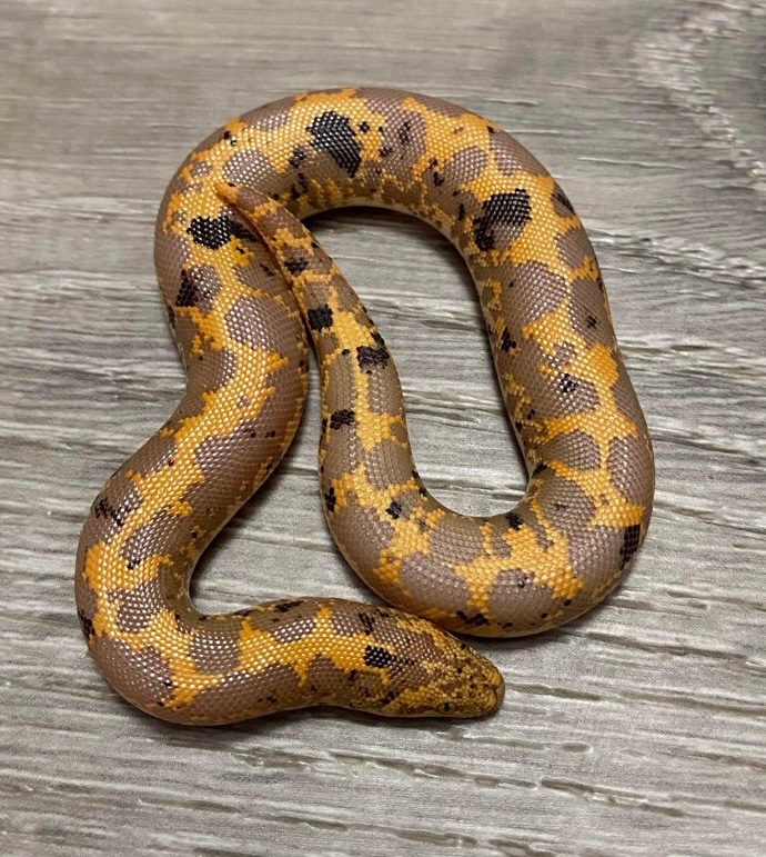Paradox Albino Poss Het Anery Kenyan Sand Boa by Monarch Menagerie ...