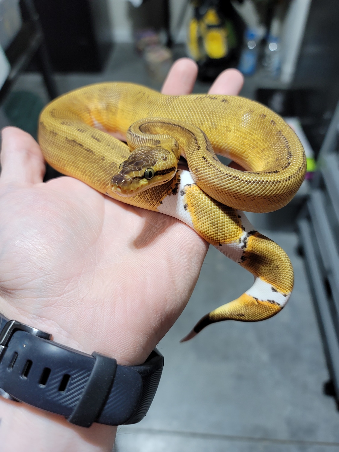 Lemon Blast Pied Ball Python by Tate's Exotics - MorphMarket