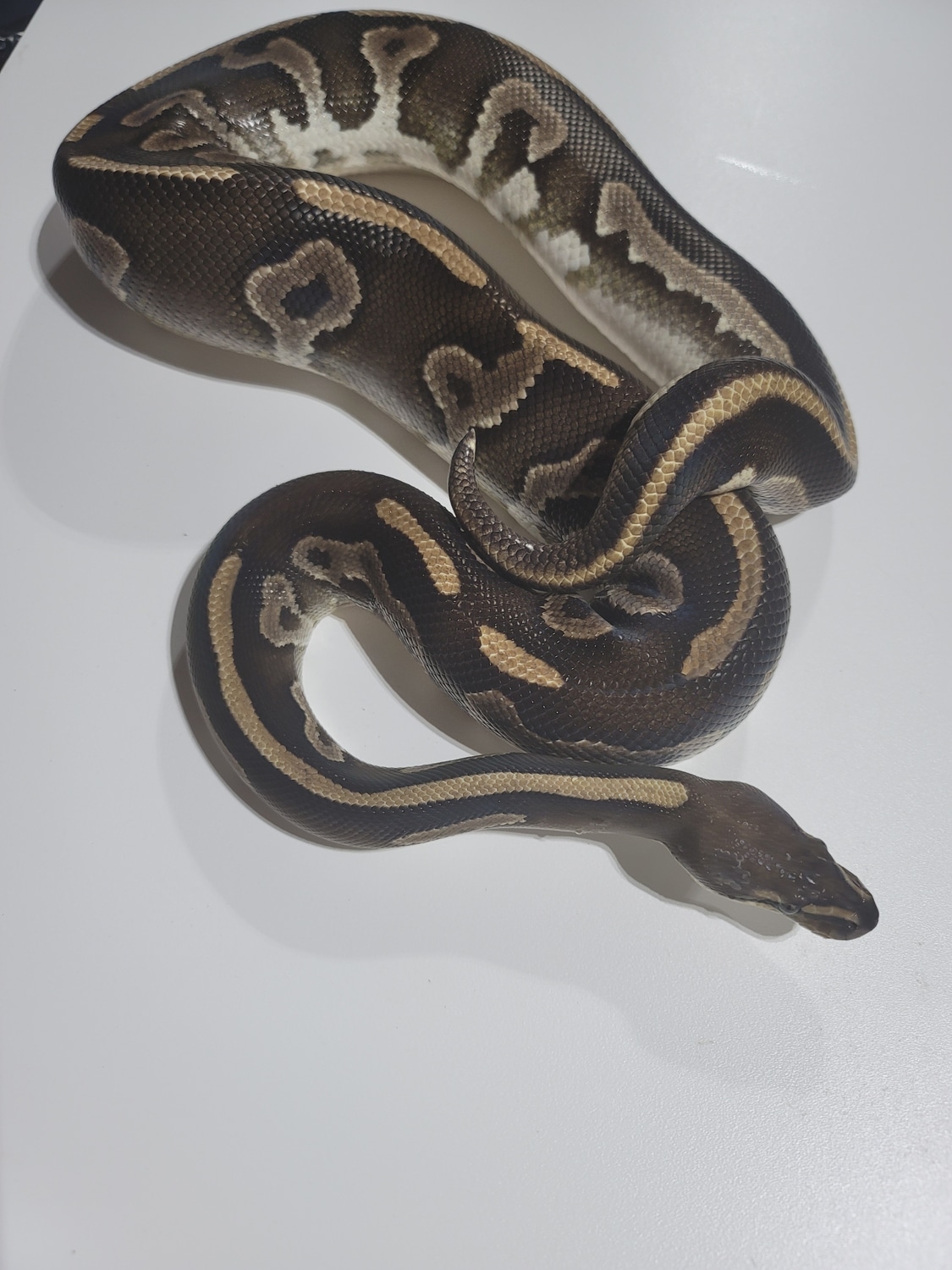 Leopard Mojave Ball Python by Tate's Exotics - MorphMarket