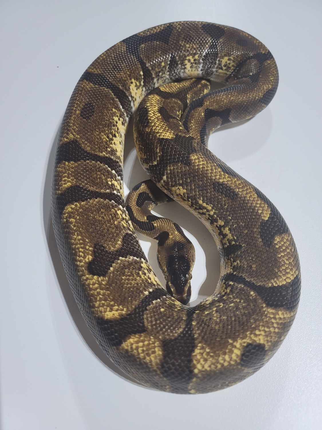 Super Enchi Ball Python by Tate's Exotics - MorphMarket
