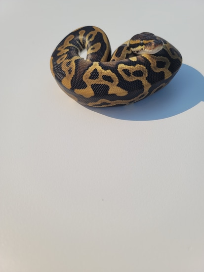 Leopard 50% Het. Clown Ball Python by Tate's Exotics