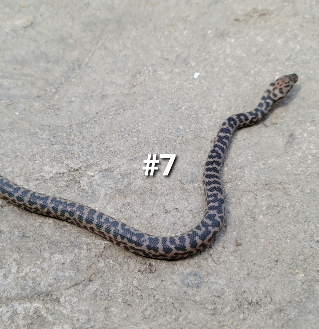 #7 Spotted Python by DIY Serpents - MorphMarket