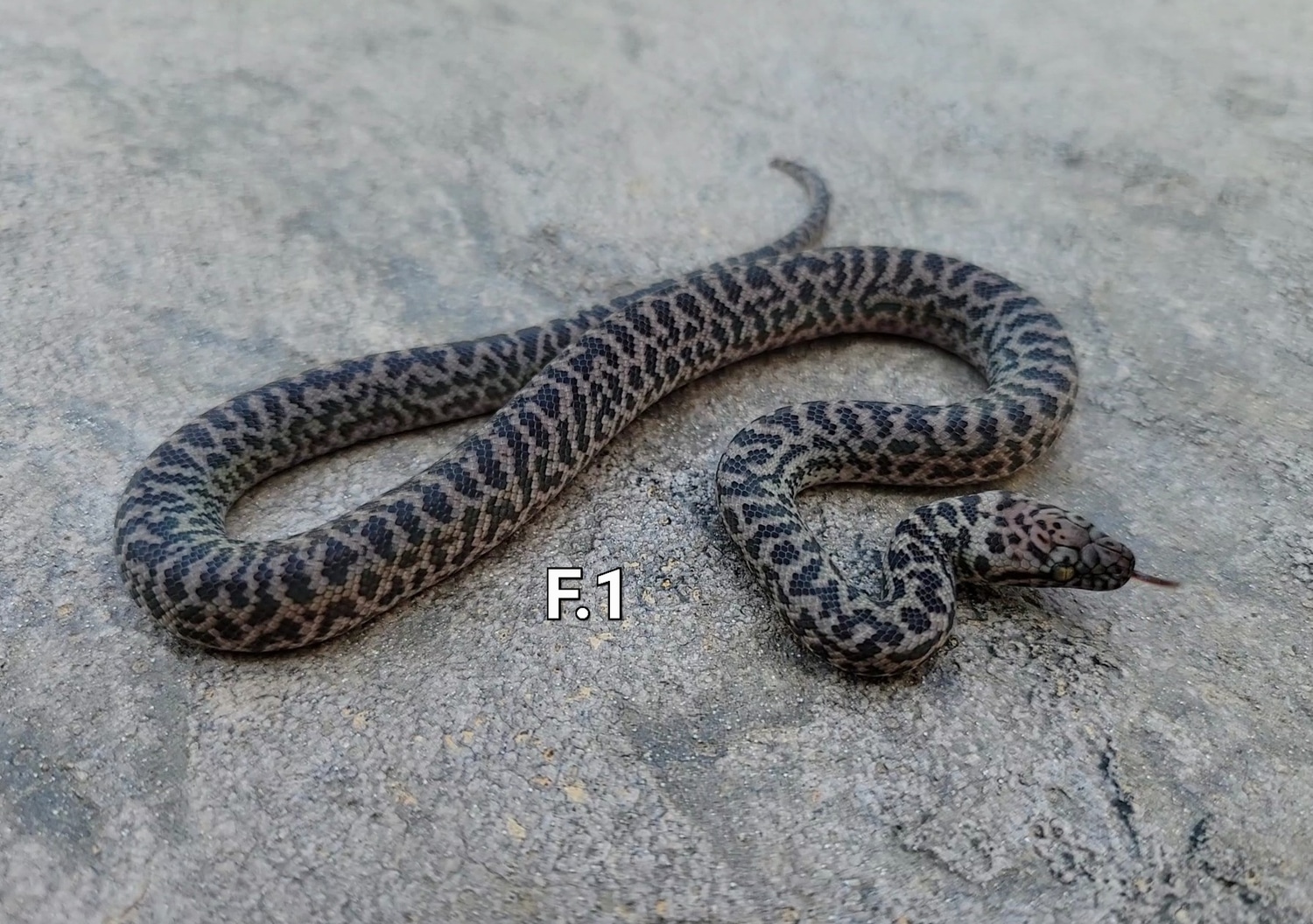 Female #1 Spotted Python by DIY Serpents - MorphMarket