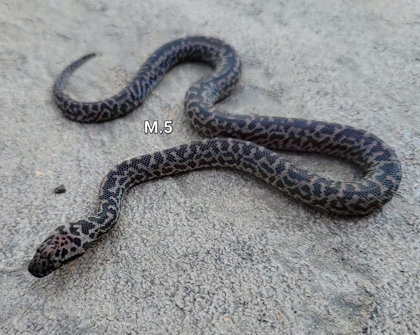 Male #5 Spotted Python by DIY Serpents - MorphMarket