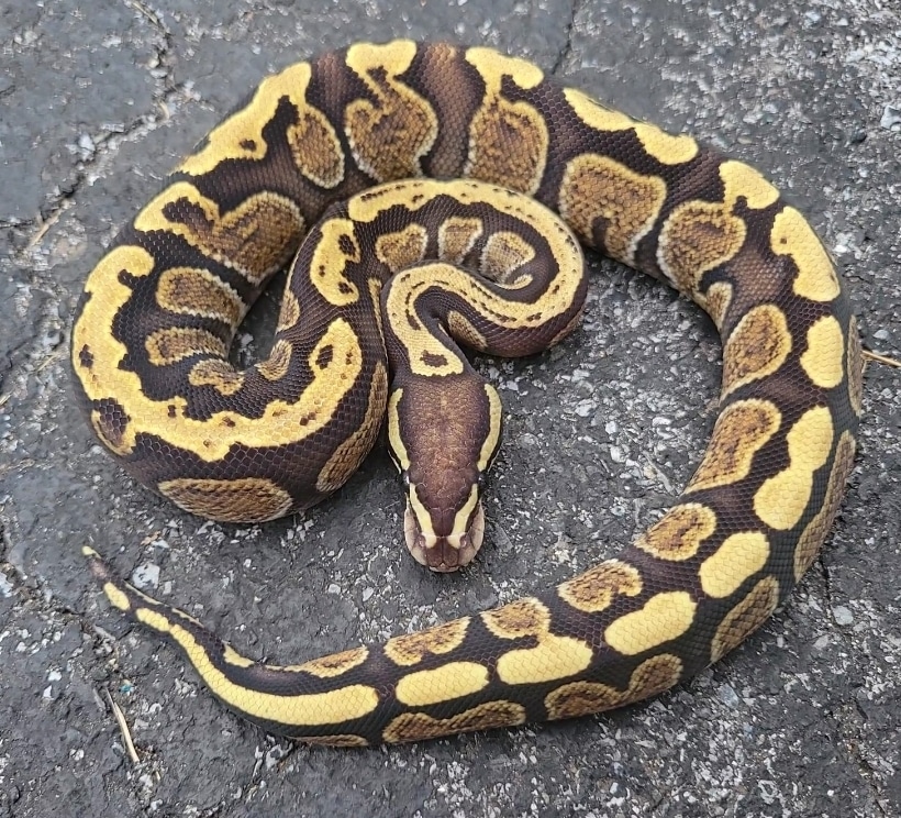 Fire GHI Ball Python by DIY Serpents - MorphMarket