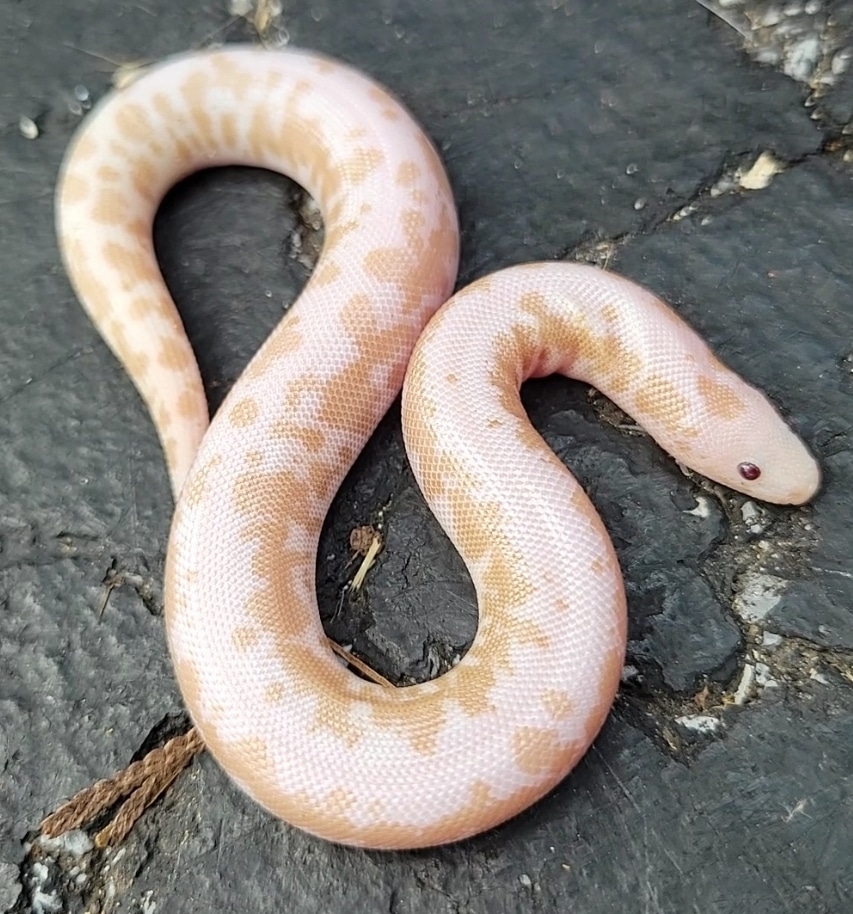 Snow Paint Het Gx Kenyan Sand Boa by DIY Serpents - MorphMarket