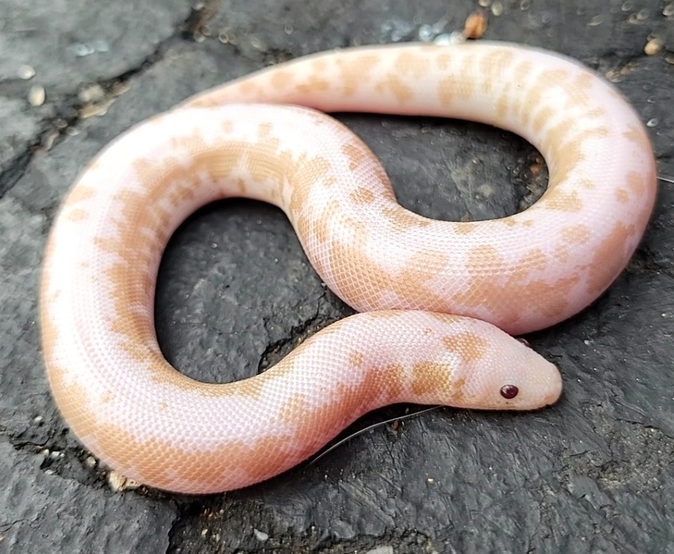 Snow Paint Het Gx Kenyan Sand Boa by DIY Serpents - MorphMarket