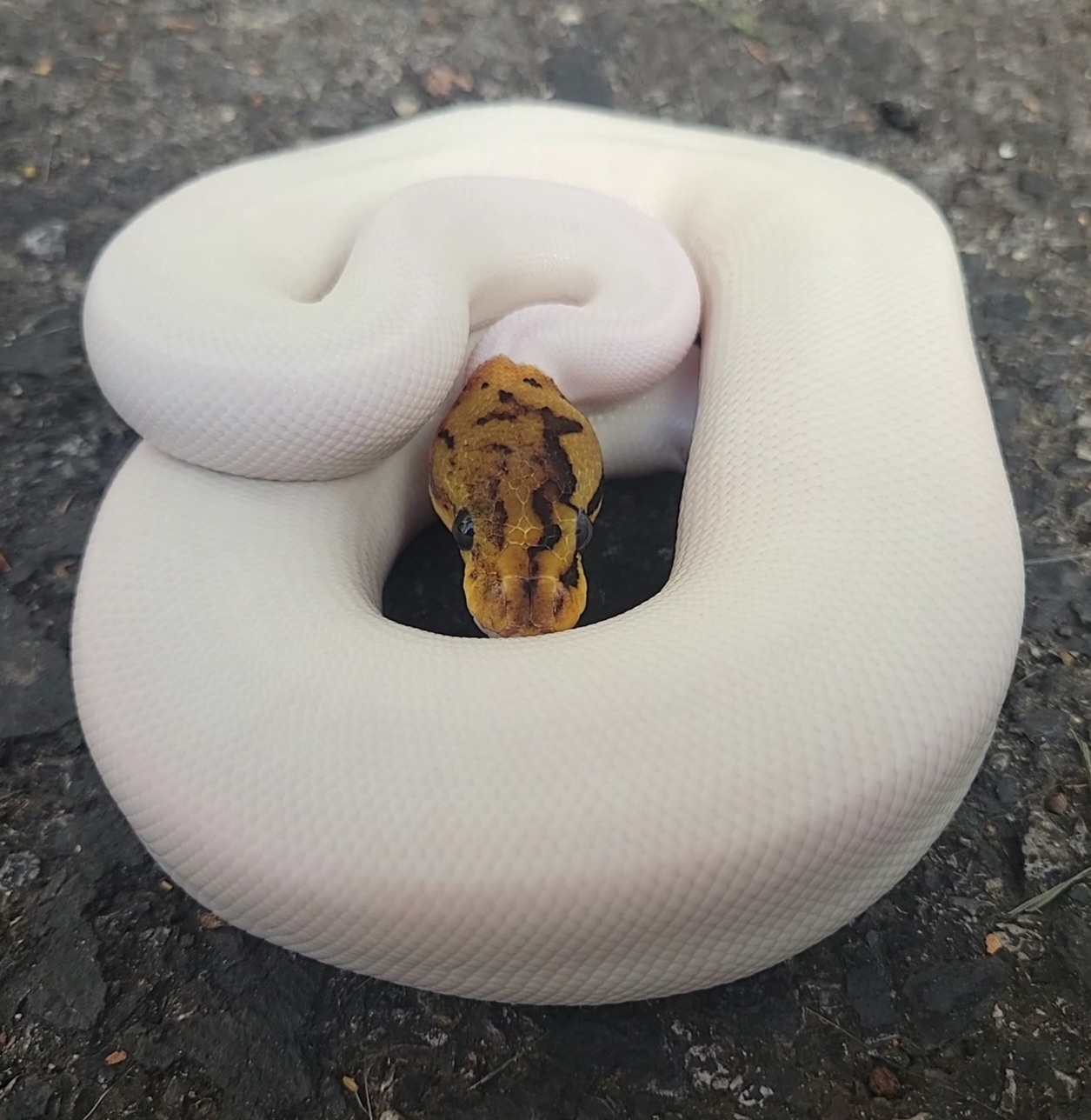 Spied Ph Albino Ball Python by DIY Serpents - MorphMarket