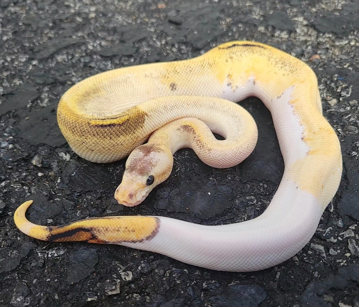 Citrus Pewterpagne Het Pied Ph Albino Paradox Ball Python by DIY ...