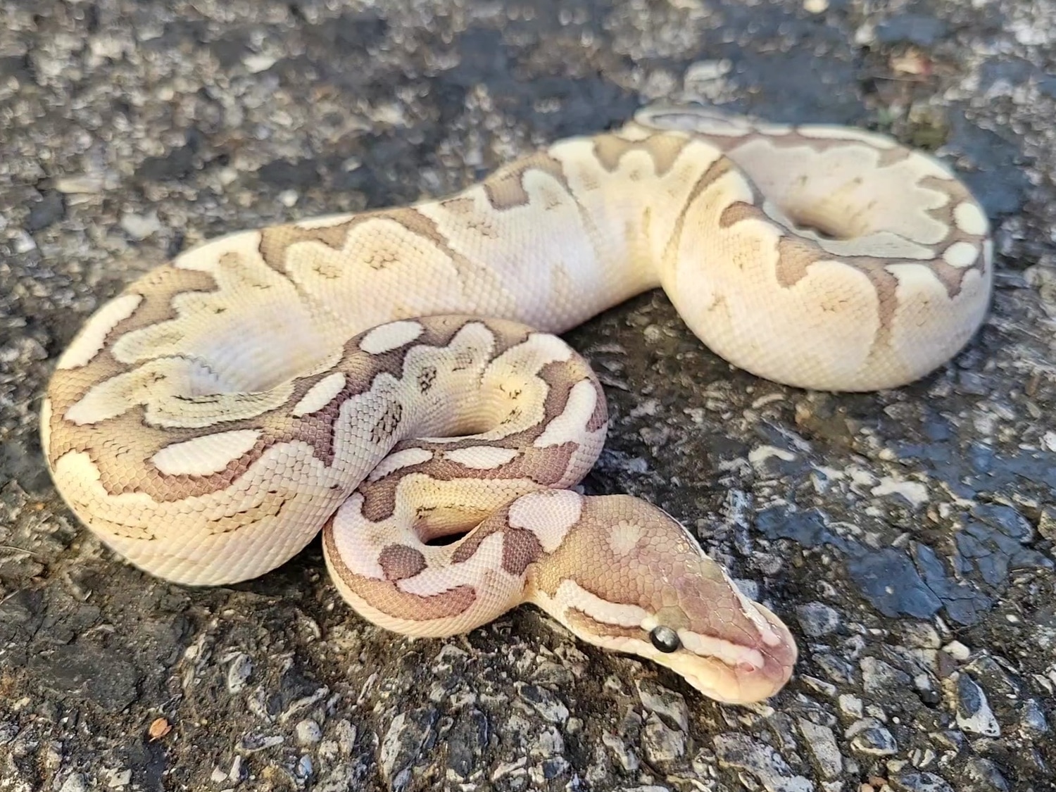 Bamboo Pastel Ph Genetic Stripe Ball Python by DIY Serpents - MorphMarket