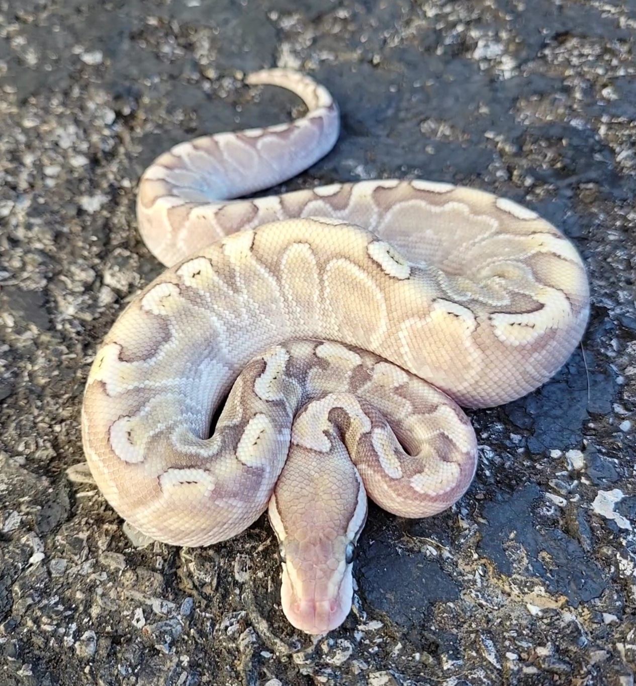 Bamboo GHI Fire Ph G-Stripe Ball Python by DIY Serpents - MorphMarket