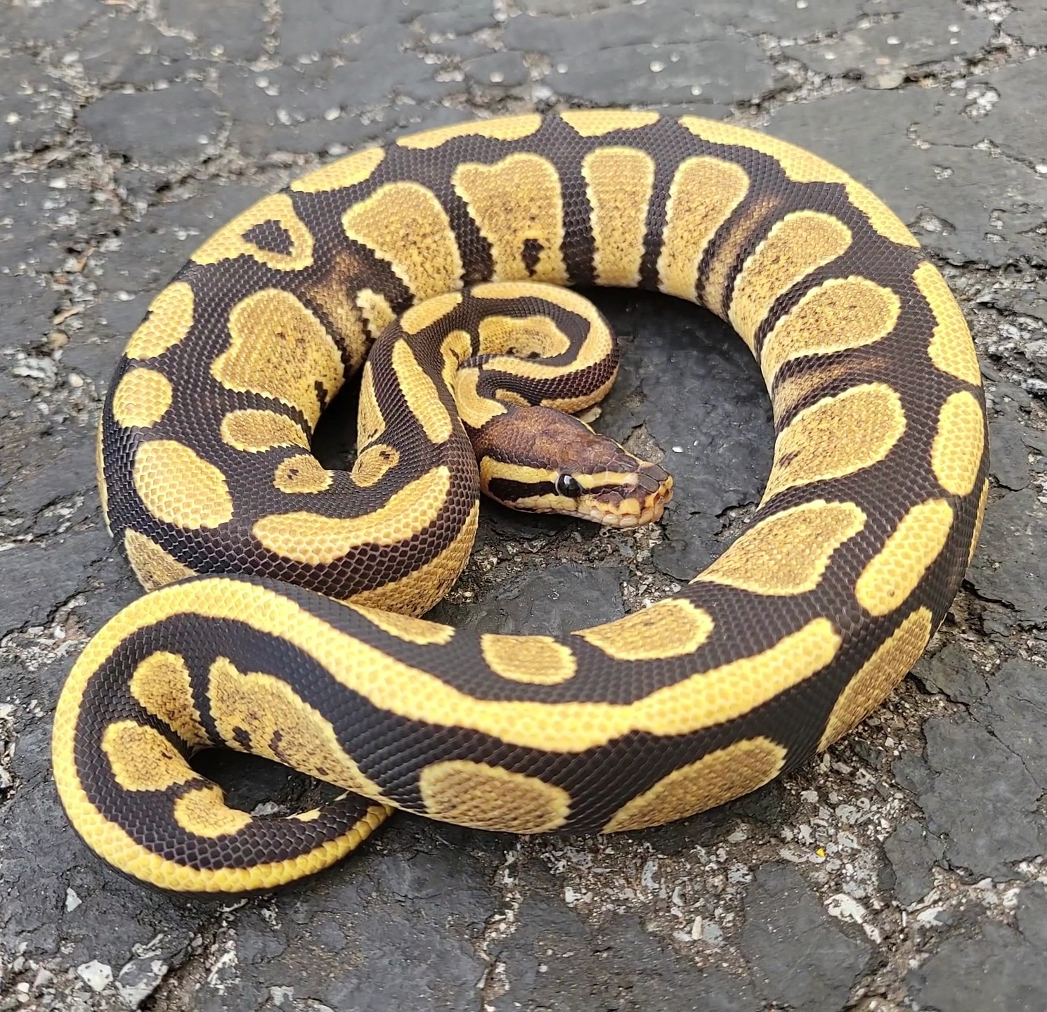 Fire Het Genetic Stripe Ball Python by DIY Serpents - MorphMarket