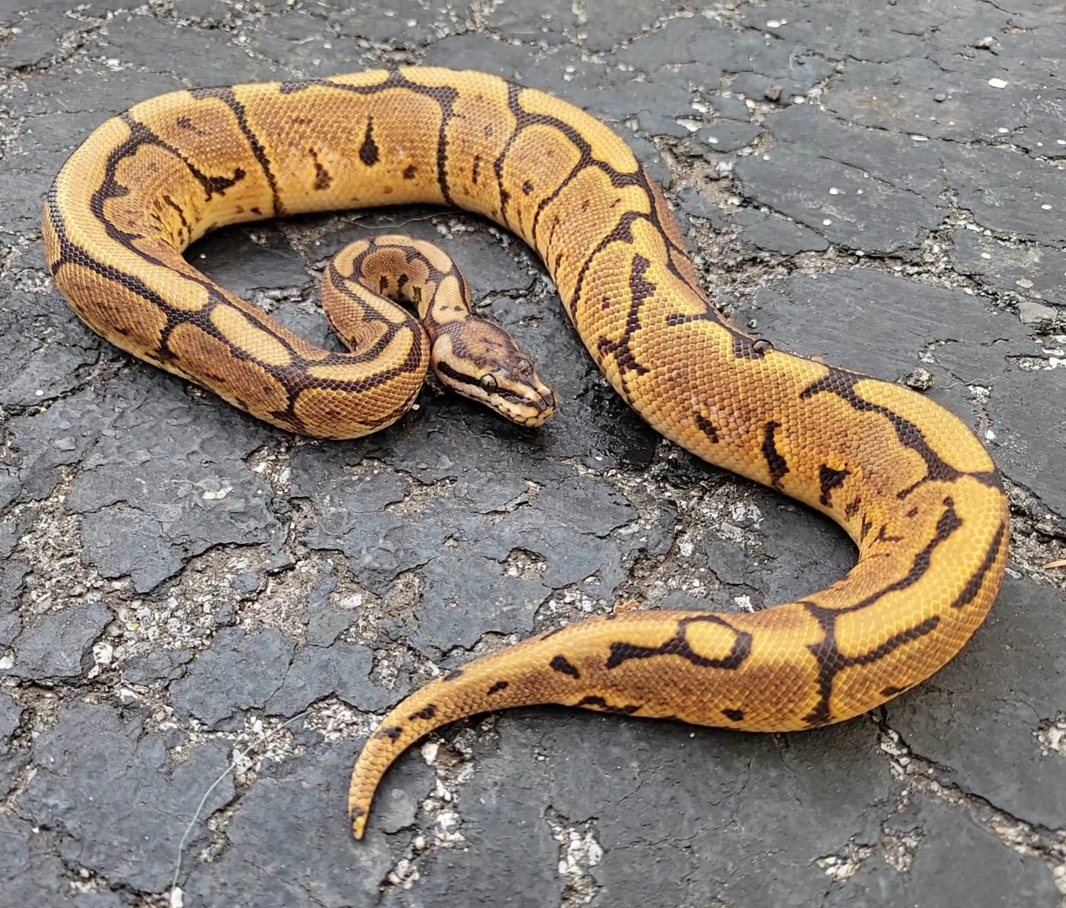 Black Pastel Spider Het Pied Ph Albino Ball Python by DIY Serpents ...