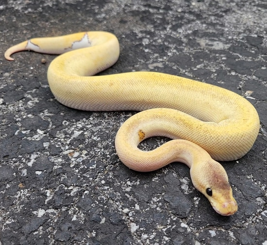 Citrus Champagne Het Pied Ph Albino Paradox Ball Python by DIY Serpents