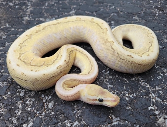 Bamboo Dragonfly Ph G-Stripe Ball Python by DIY Serpents