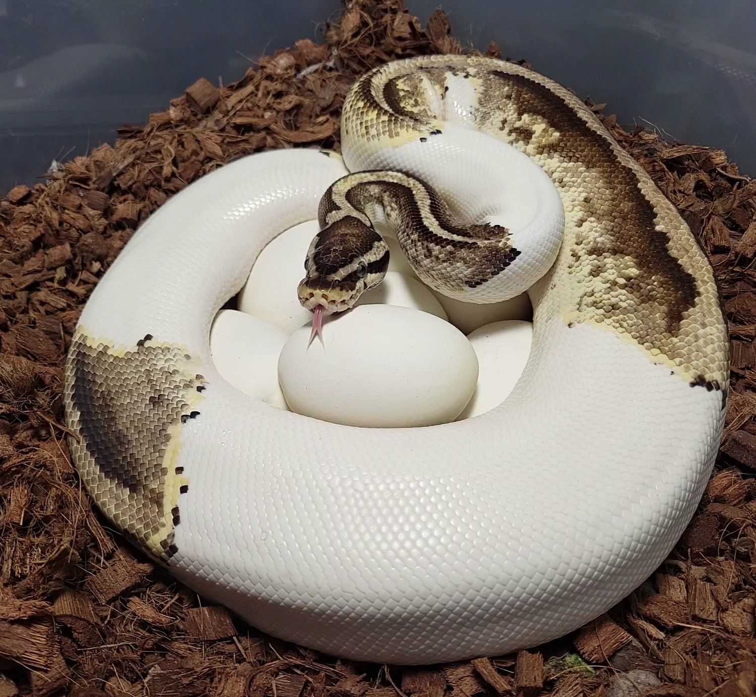 Ball Python Clutch: PYPxPP by DIY Serpents - MorphMarket