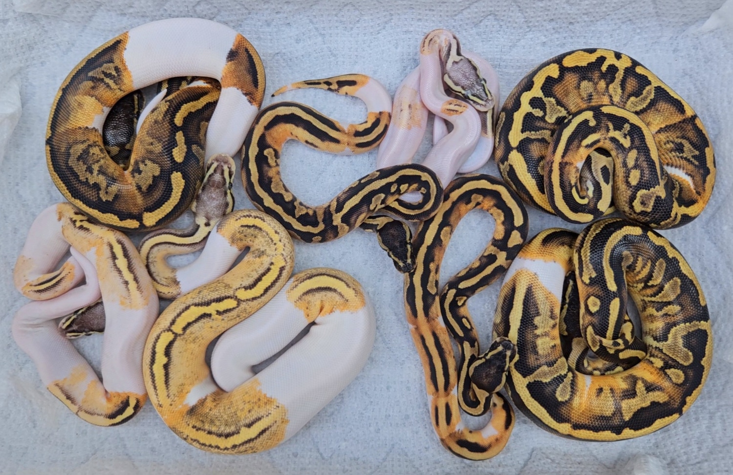 Ball Python Clutch: PYPxPP by DIY Serpents - MorphMarket