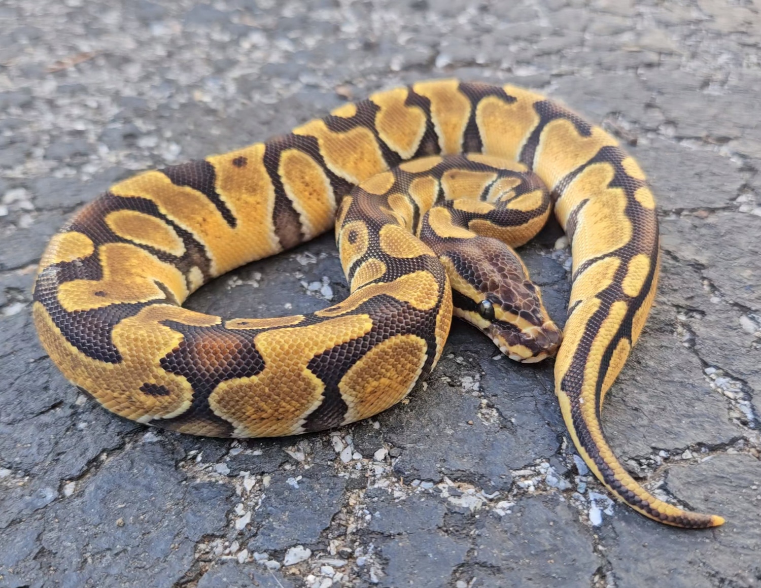 Enchi Ball Python by DIY Serpents - MorphMarket