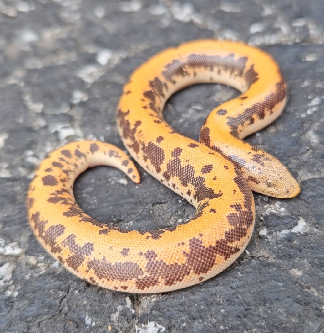 Paint Het Gx Ph Snow Kenyan Sand Boa by DIY Serpents - MorphMarket