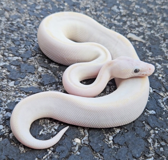 BEL - Bamboo/Mojave Ball Python by DIY Serpents