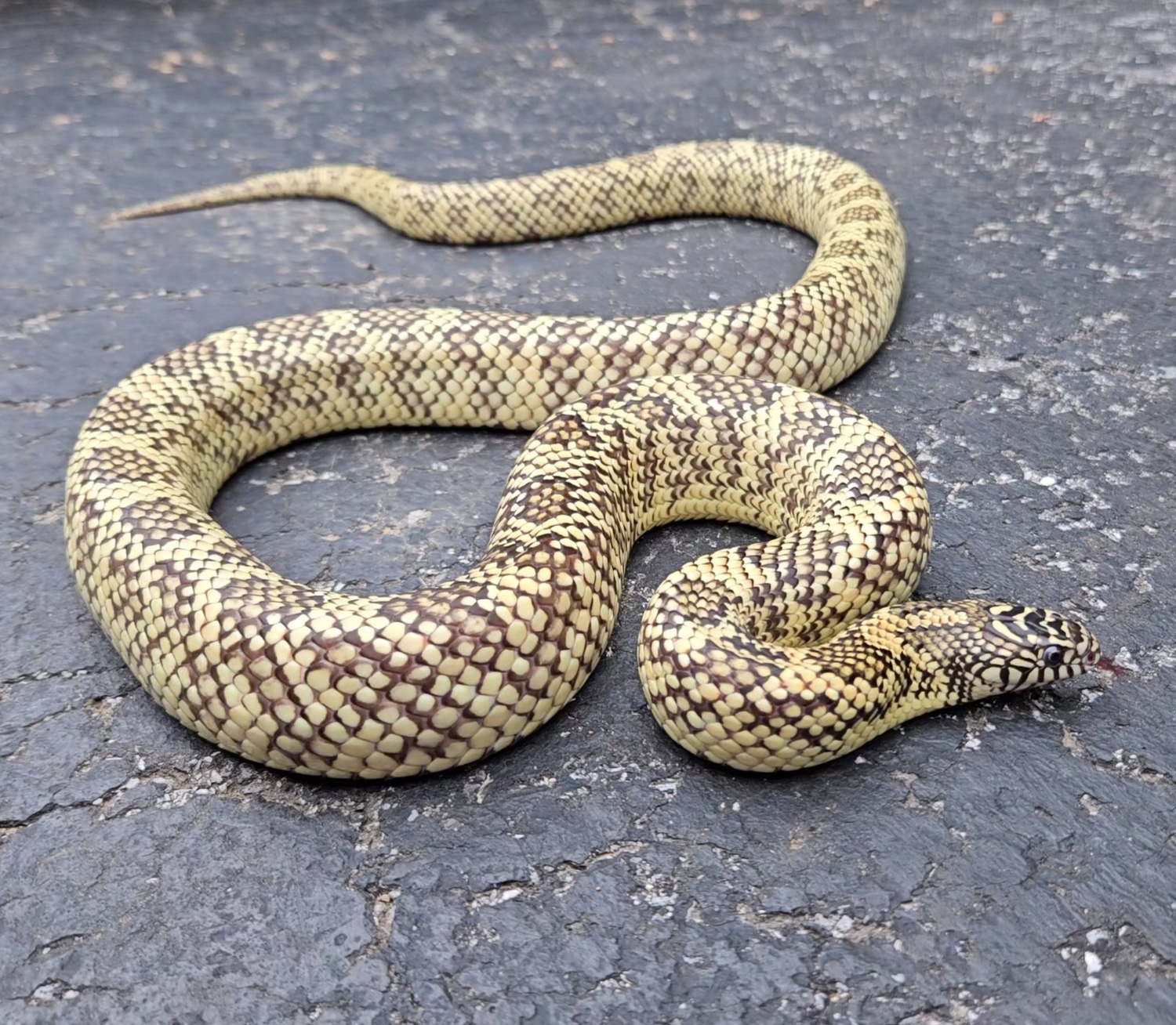 Hypo Mosaic Florida Kingsnake by DIY Serpents - MorphMarket