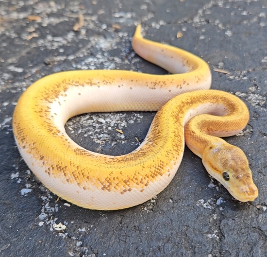 Enchi OD Spinner Ph Pied Ball Python by DIY Serpents